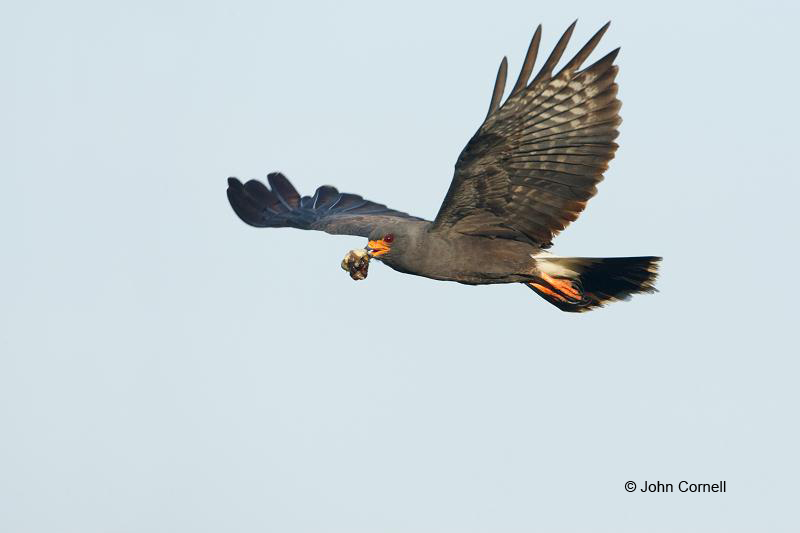 Cornell Nature Photography
